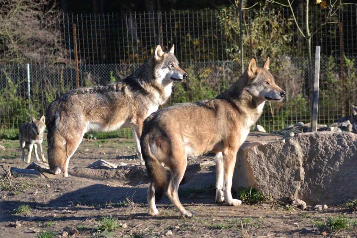 Zoologická zahrada Dvorec